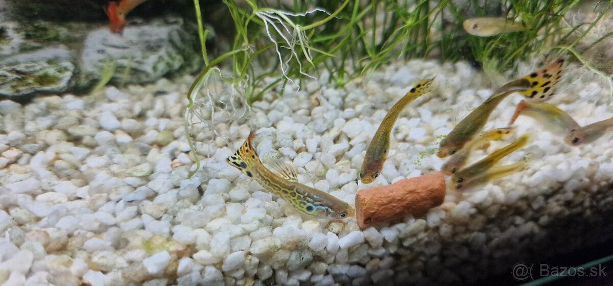 Gubky 0,50/1ks - Poprad | Bazoš.sk