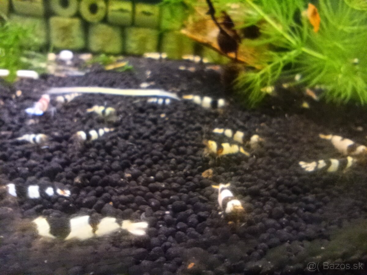 Crystal black - Trenčín | Bazoš.sk