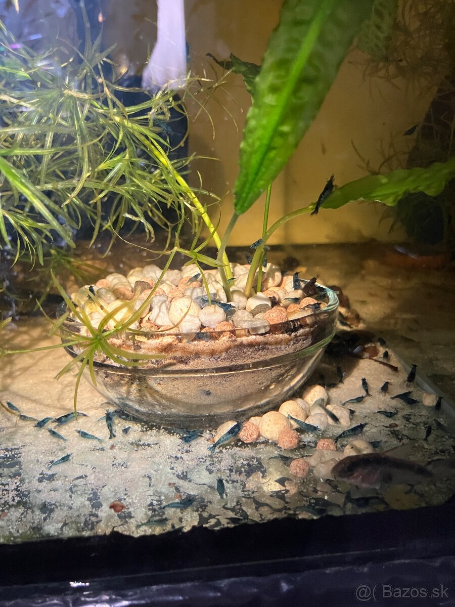 Neocaridina blue dream - Nové Mesto n.Váhom | Bazoš.sk
