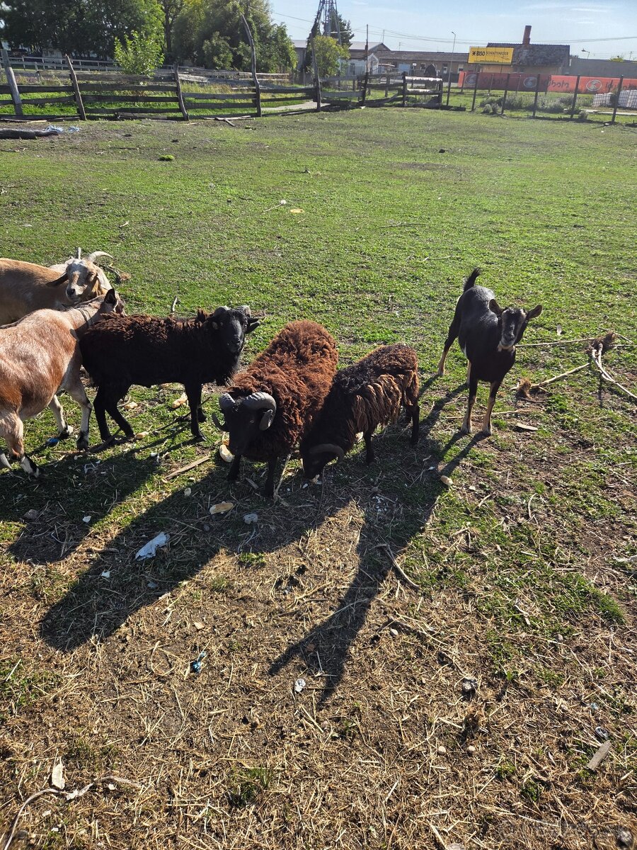 Quessant - Dunajská Streda | Bazoš.sk