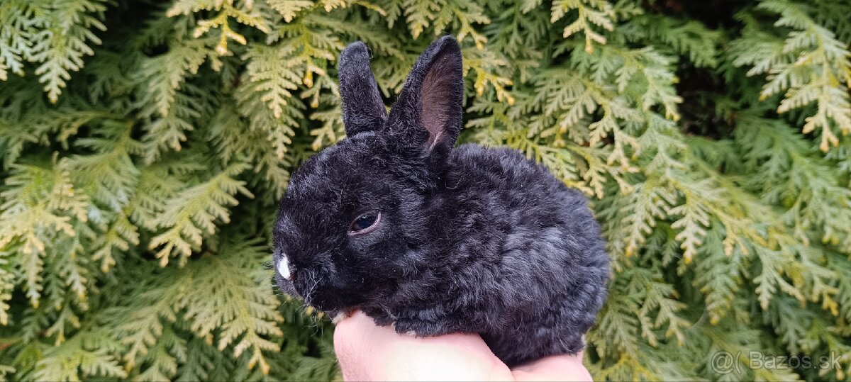 Zakrslý králik. - Piešťany | Bazoš.sk