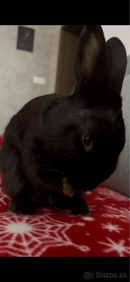 Zajac Rex - Komárno | Bazoš.sk