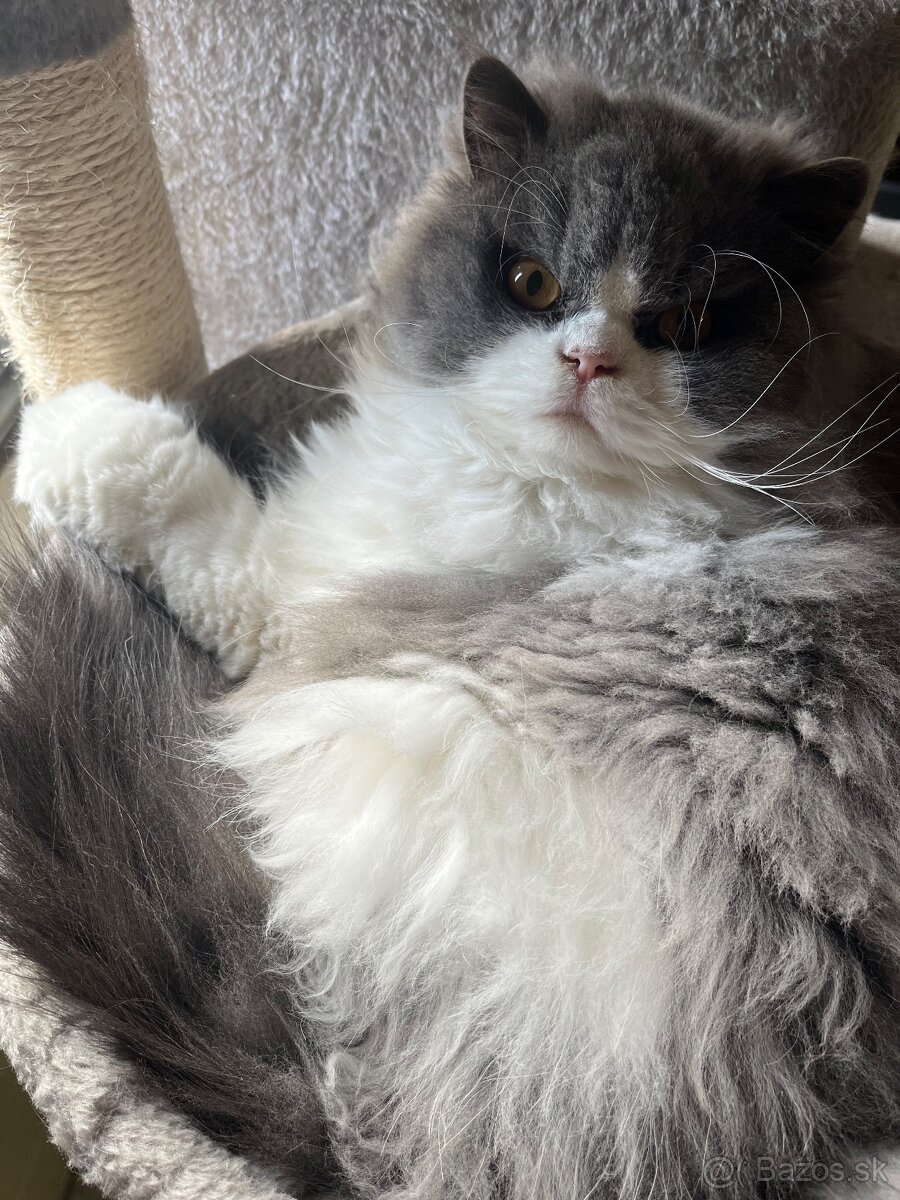 Kocour s PP - Senica | Bazoš.sk