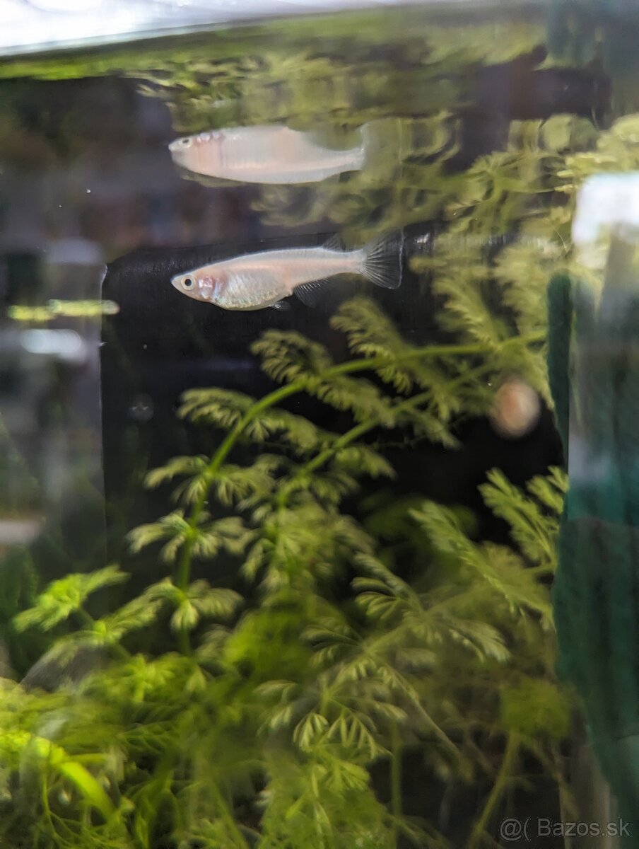 medaka japonská - oryzias latipes - Zvolen | Bazoš.sk