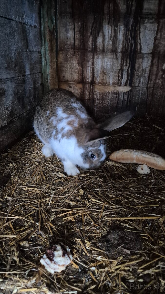 Samica - Kežmarok | Bazoš.sk