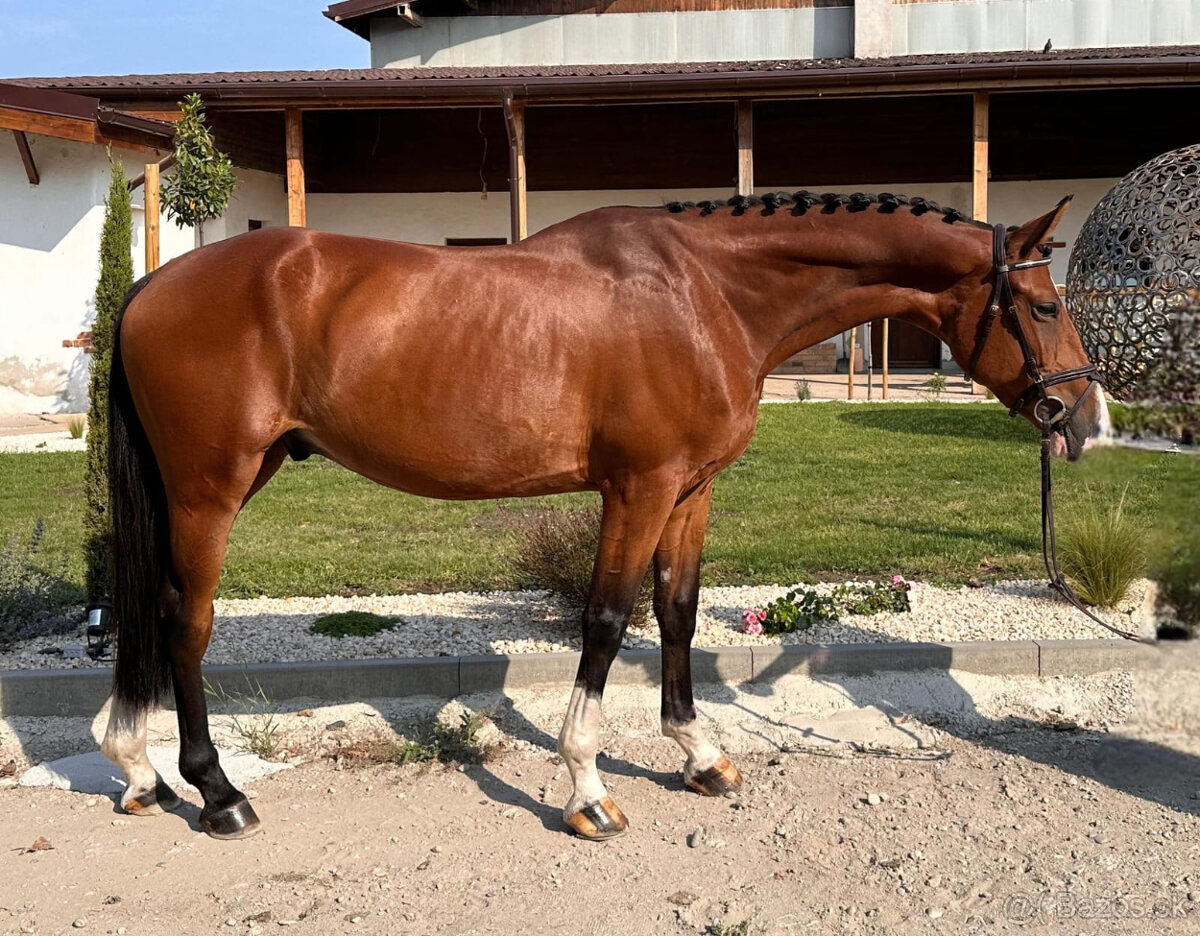 AMATÉRSKY 7 r. VALACH - Česká republika | Bazoš.sk