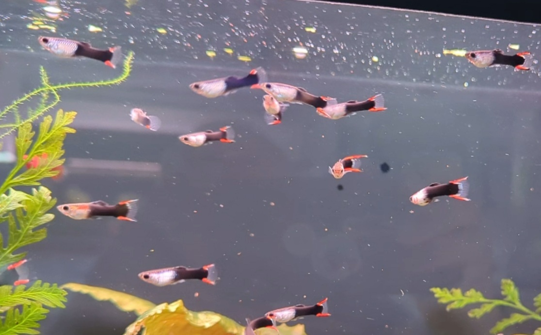 endler silver black flame - Zvolen | Bazoš.sk