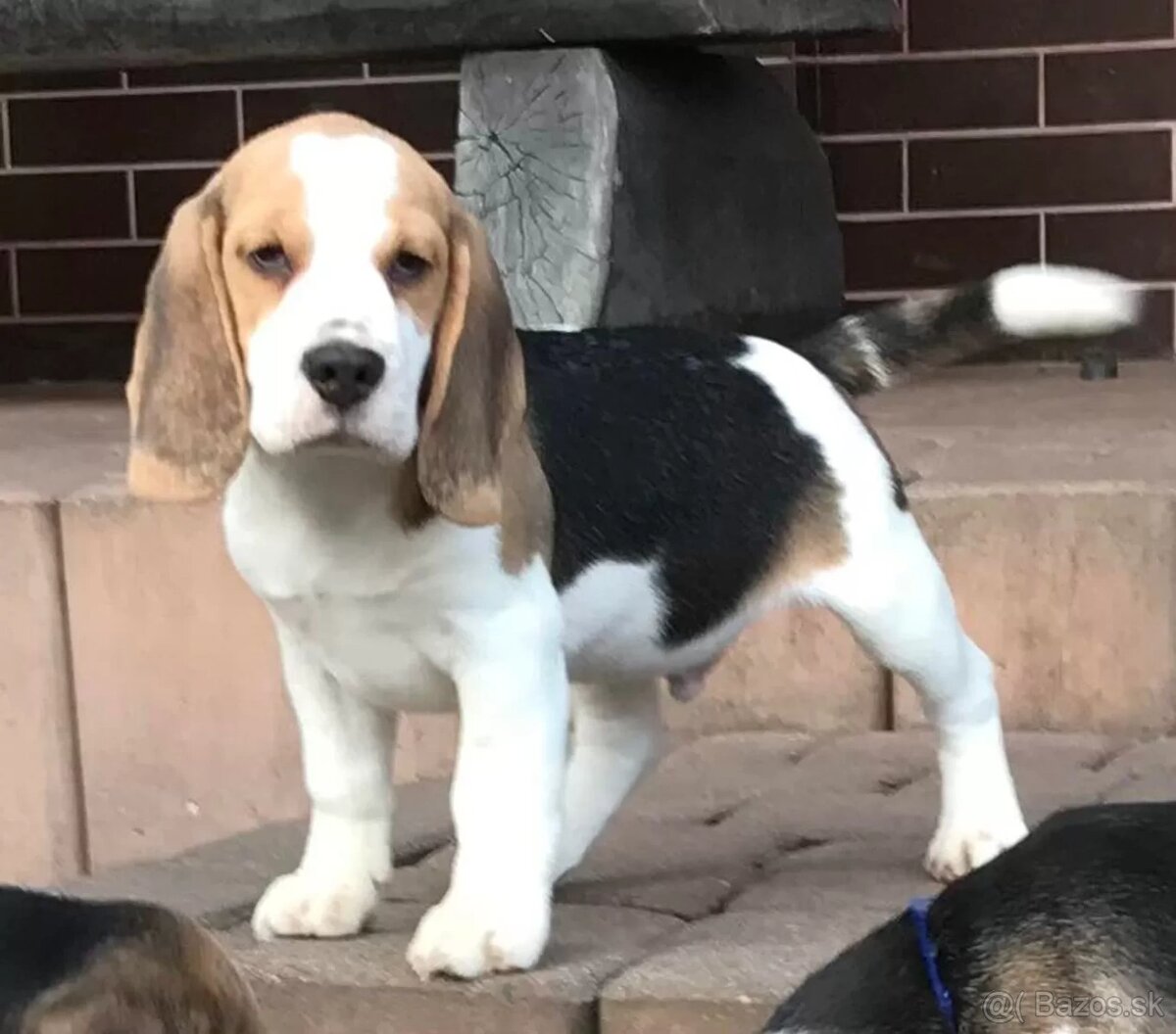 Bígel Beagle Bigl s PP FCI - Zahraničie | Bazoš.sk