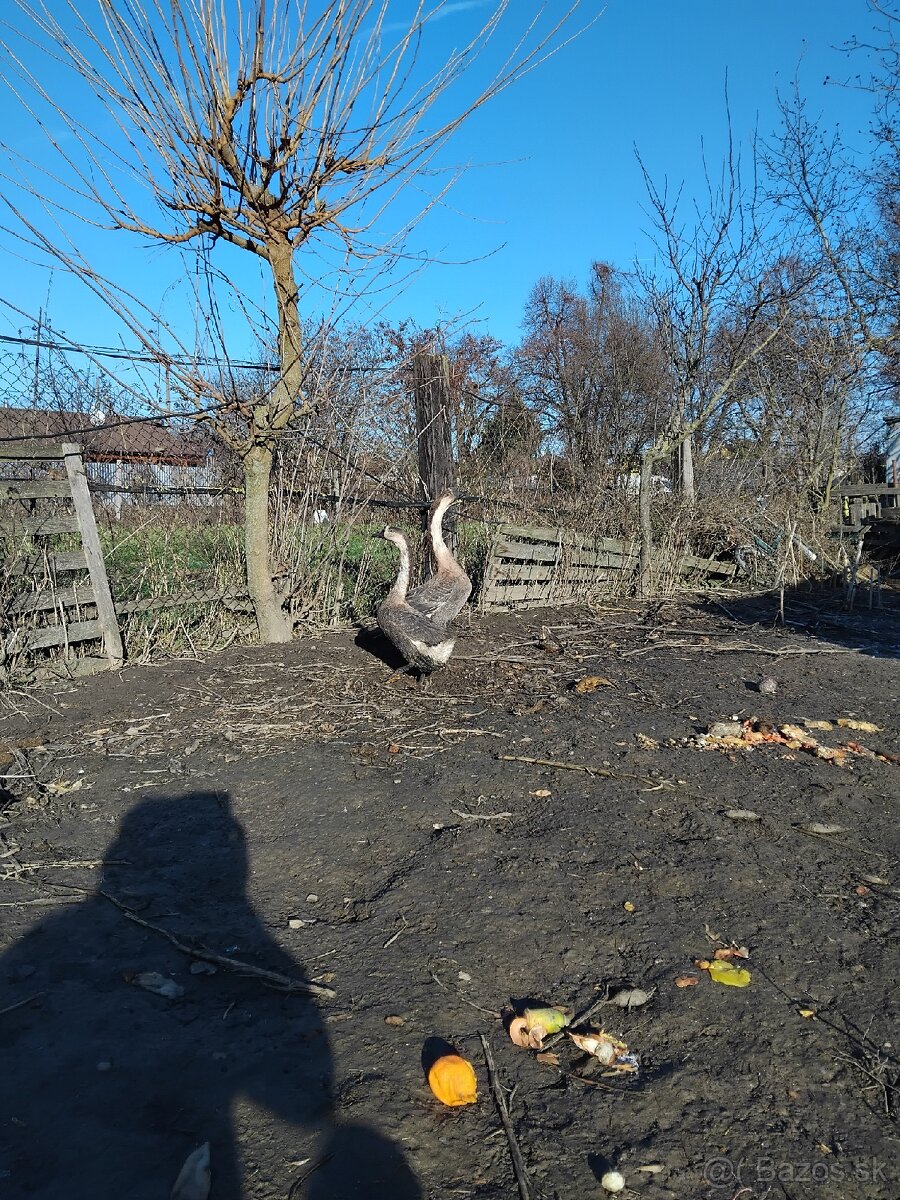 Predám husi - Nitra | Bazoš.sk