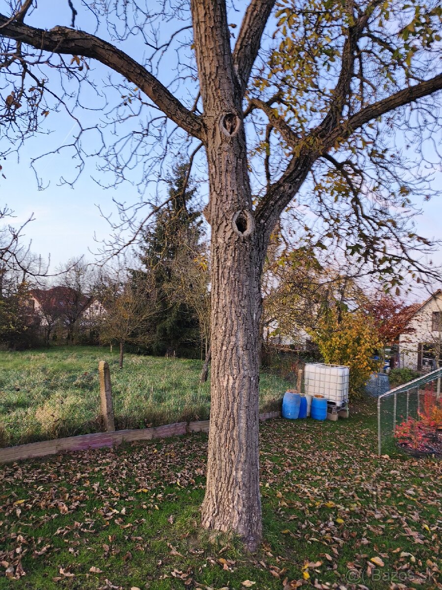 Predám orechové drevo priemer 50cm dĺžka kmeňa 2 metre - Trenčín | Bazoš.sk