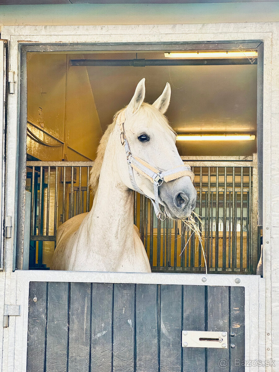 9 ročná kobyla - Dunajská Streda | Bazoš.sk