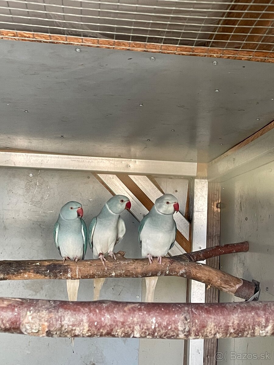 Alexandre - Prievidza | Bazoš.sk