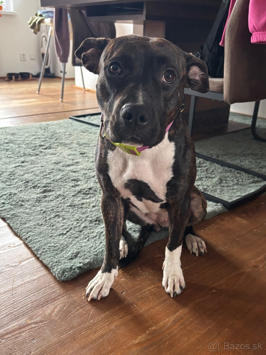 Predám za symbolicku cenu Americky Staford bez PP - Prešov | Bazoš.sk