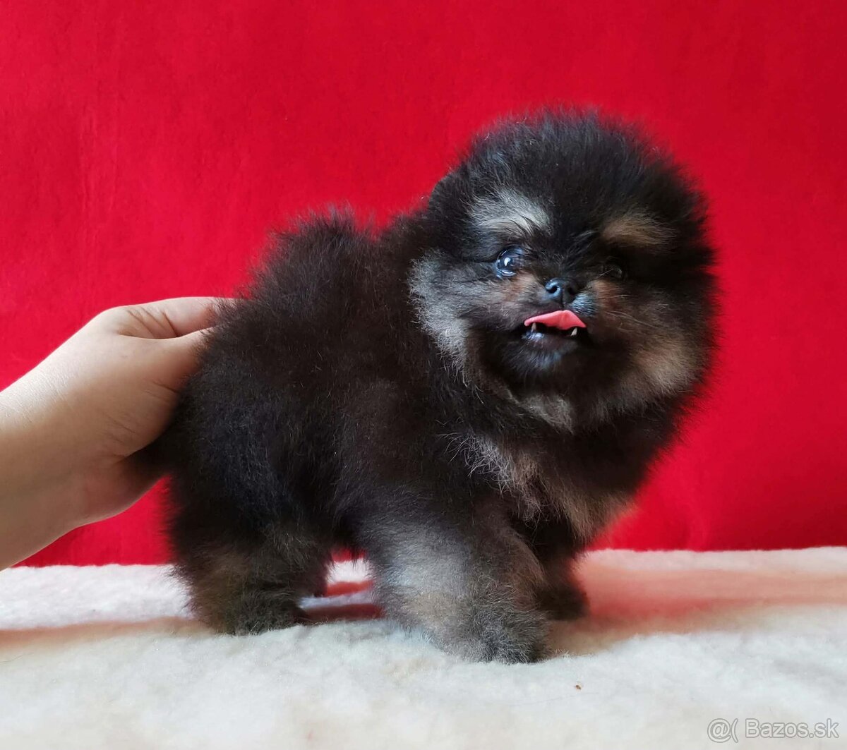 Pomeranian Mini - Rožňava | Bazoš.sk