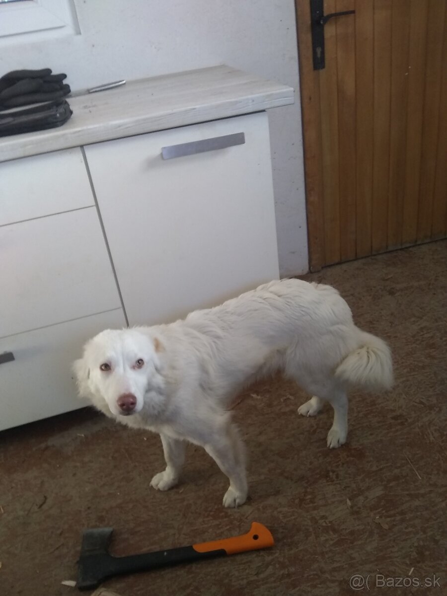 Darujem sucku - Kysucké Nové Mesto | Bazoš.sk