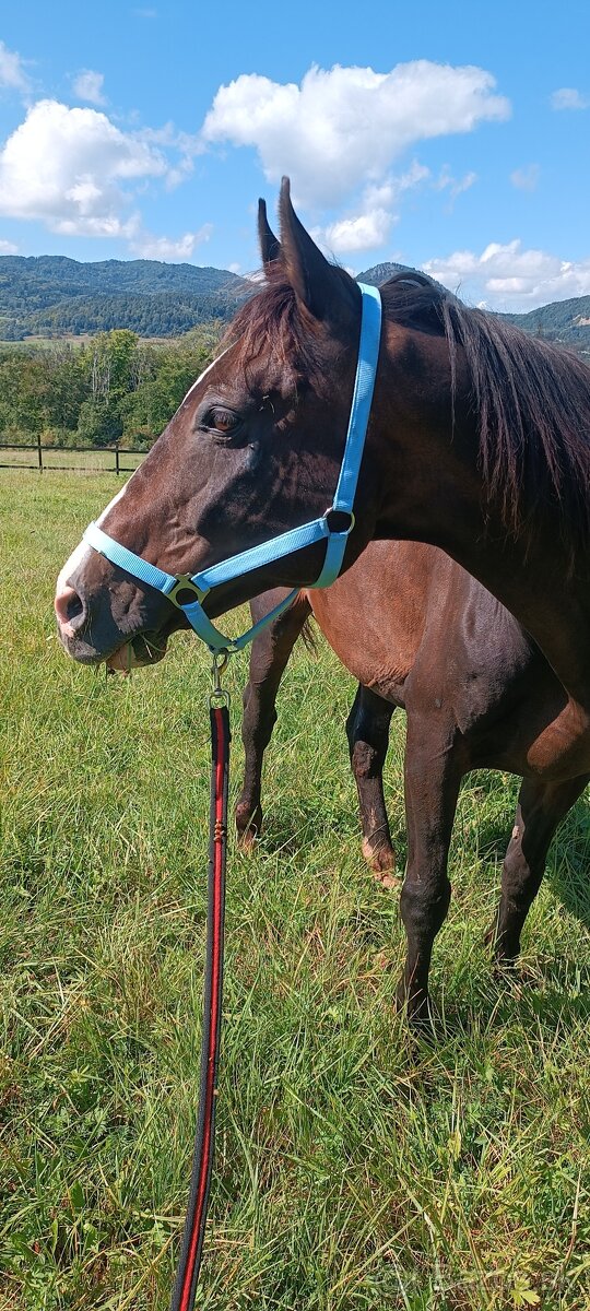 Valach Slovenského teplokrvnika - Prievidza | Bazoš.sk