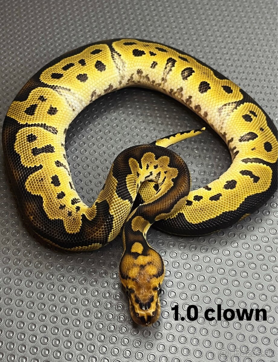 Python regius - Bratislava | Bazoš.sk