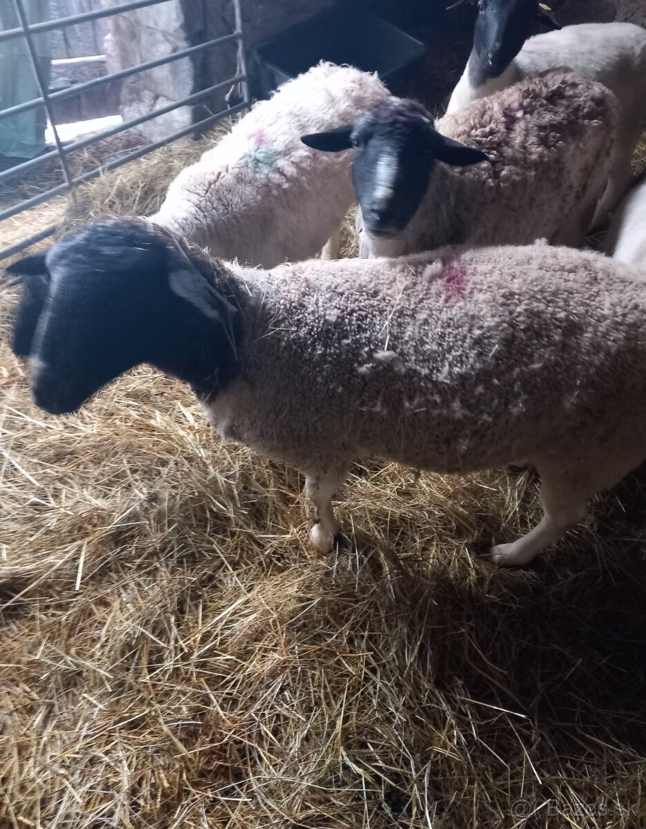 Dorper - Banská Bystrica | Bazoš.sk