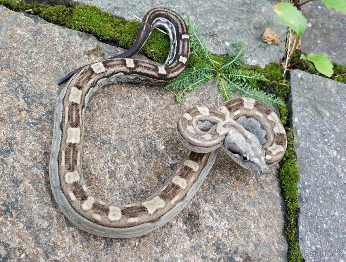 Boa imperator - Motley, Aztec Het VPI T+ Snow 50%Het Leopard - Čadca ...