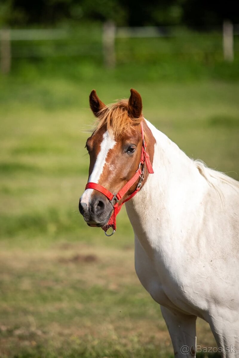 Pony kobylka - Krupina | Bazoš.sk