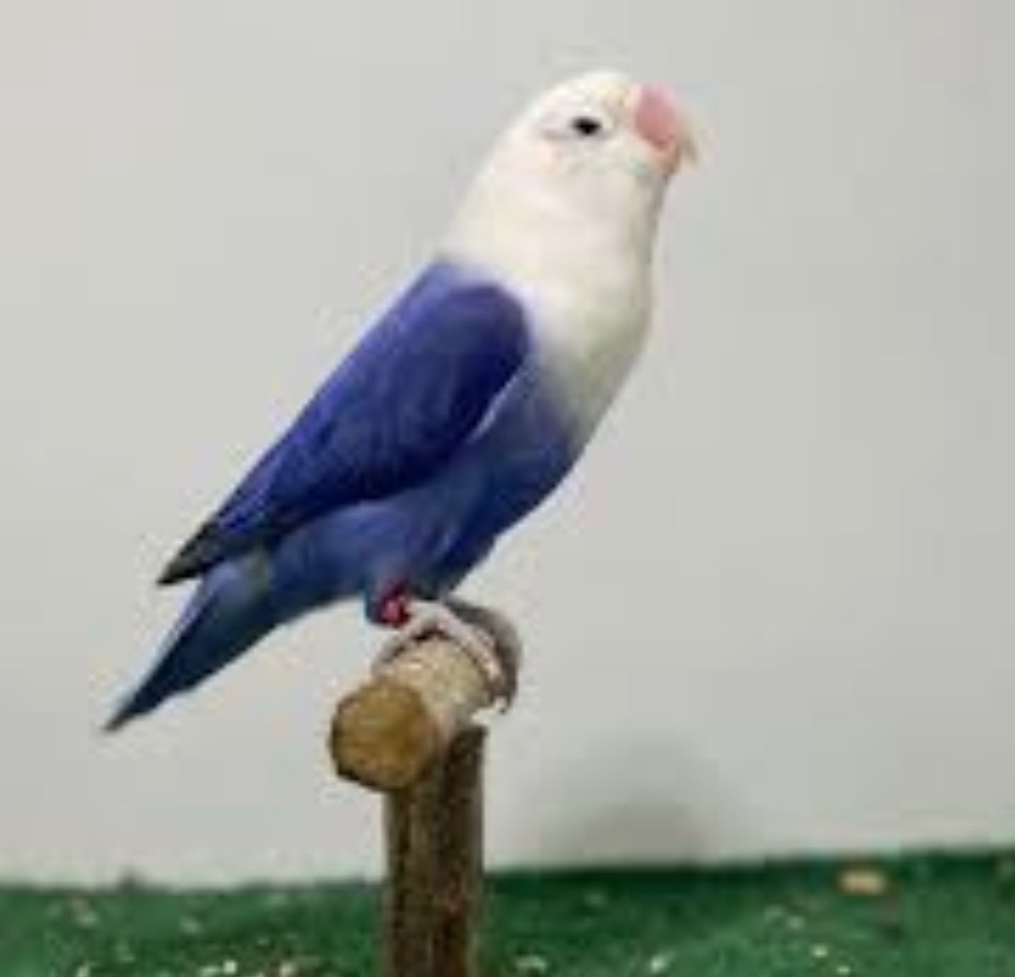 Kúpim agapornis fisher 2f,1f ponuknite - Bánovce nad Bebravou | Bazoš.sk