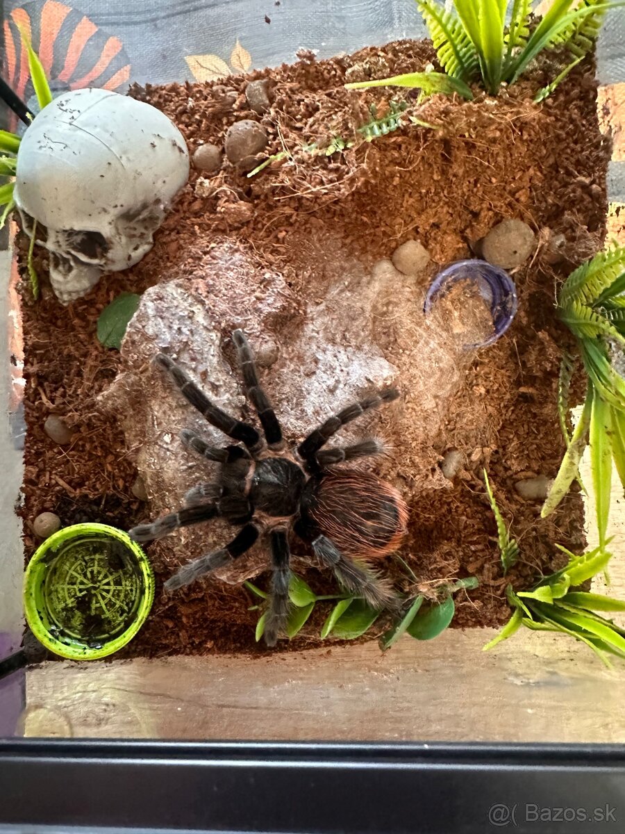 Brachypelma vagans,tarantula,vtackar,pavuk - Košice-okolie | Bazoš.sk