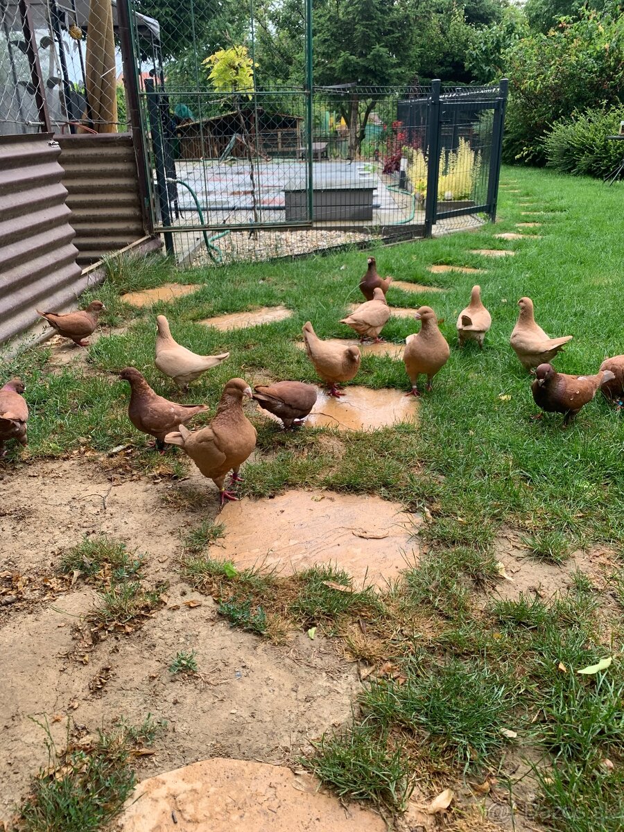 Gigant Homér - Trnava | Bazoš.sk