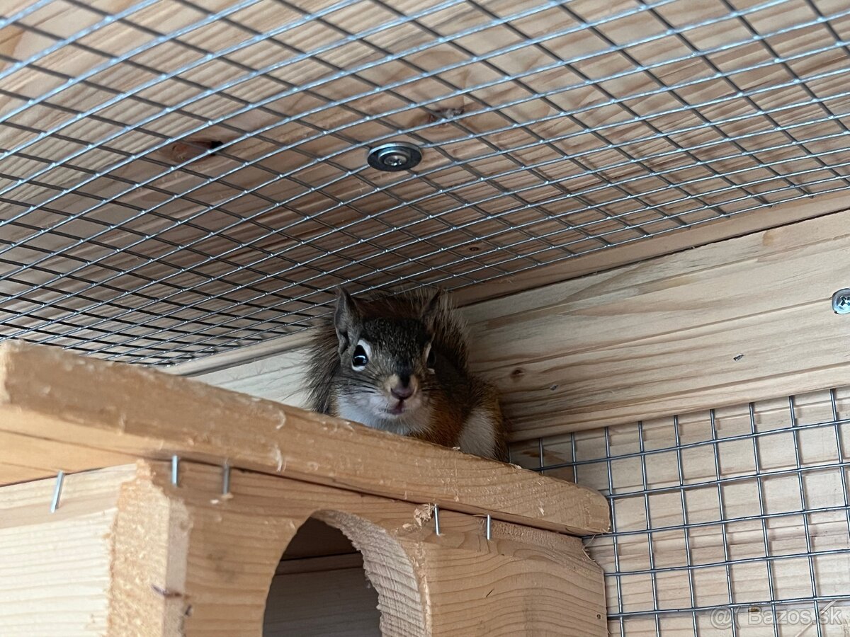 Vevericka kanadská - Námestovo | Bazoš.sk