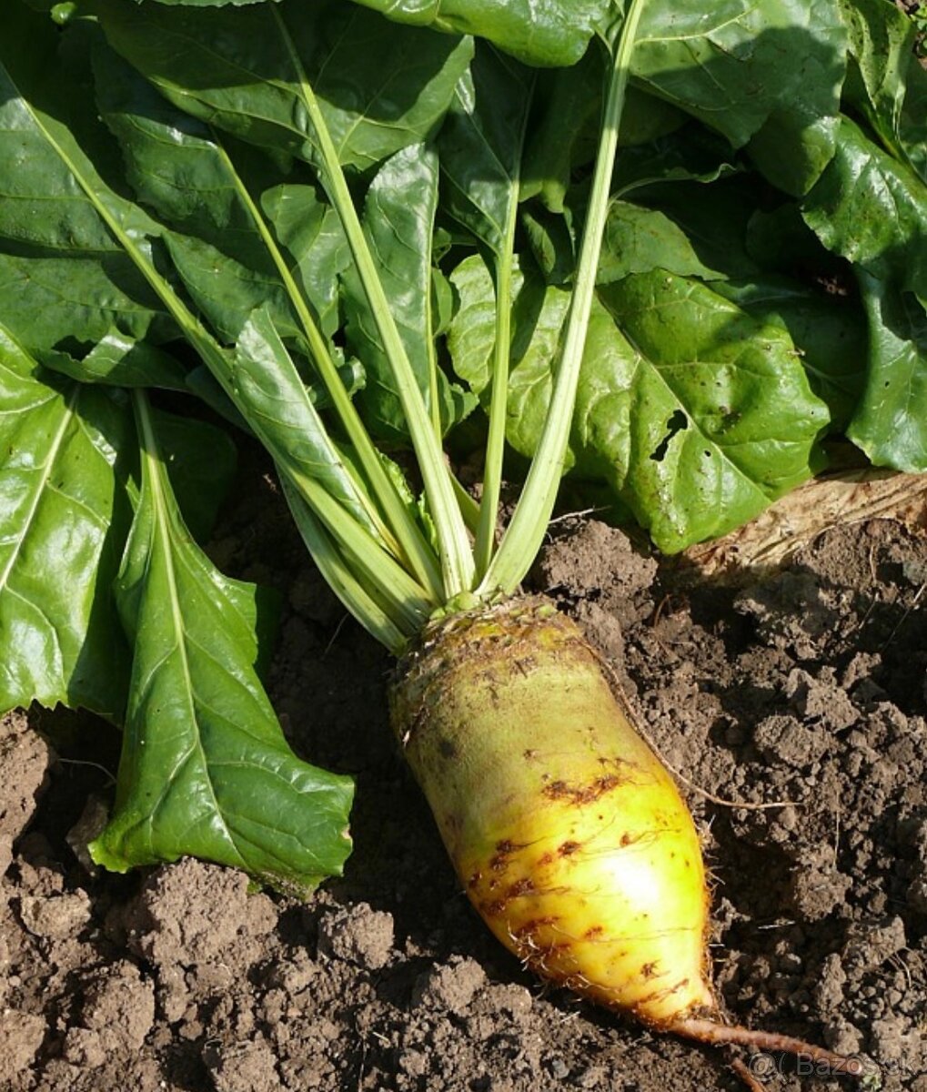 Krmna repa - Senica | Bazoš.sk