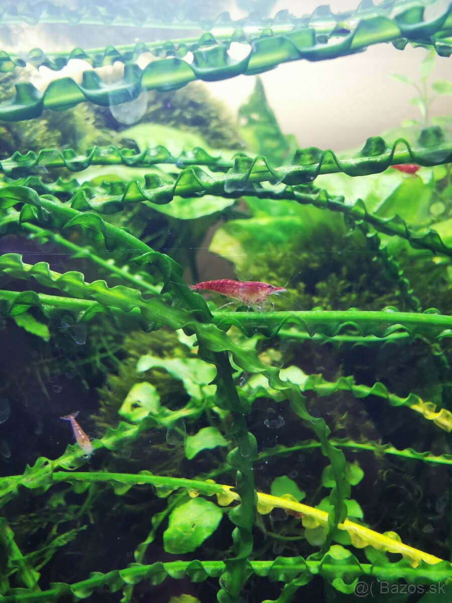 Krevetky red cherry - Bratislava | Bazoš.sk