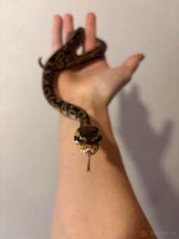 Predám pythonov predaj - Zvieratá | Bazoš.sk