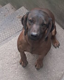 Farbiar predaj - Zvieratá | Bazoš.sk