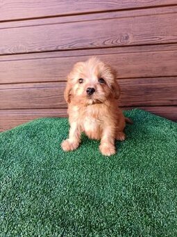 Cavalier predaj - Zvieratá | Bazoš.sk