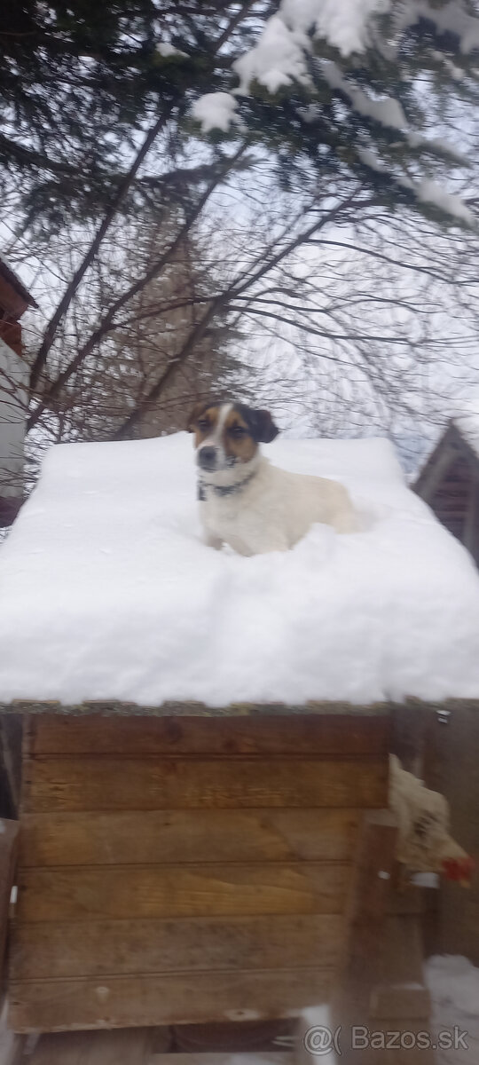 darujem fenku jack russell - Levoča | Bazoš.sk