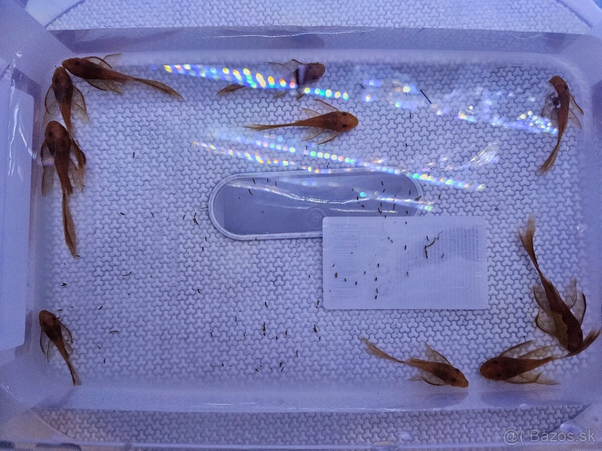 Ancistrus Super Red Long Fin / Short - Košice | Bazoš.sk