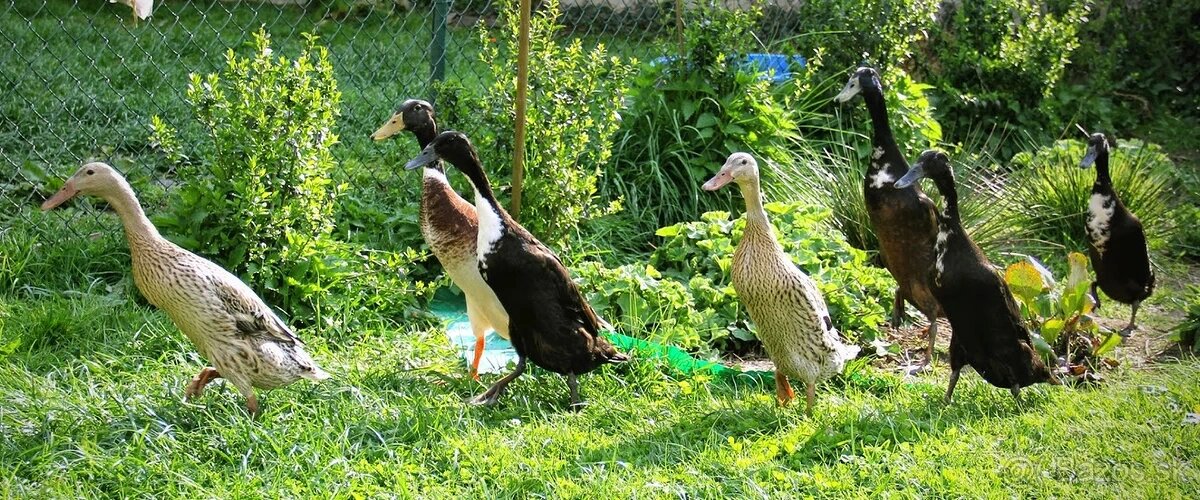 Indické bežce - Stropkov | Bazoš.sk
