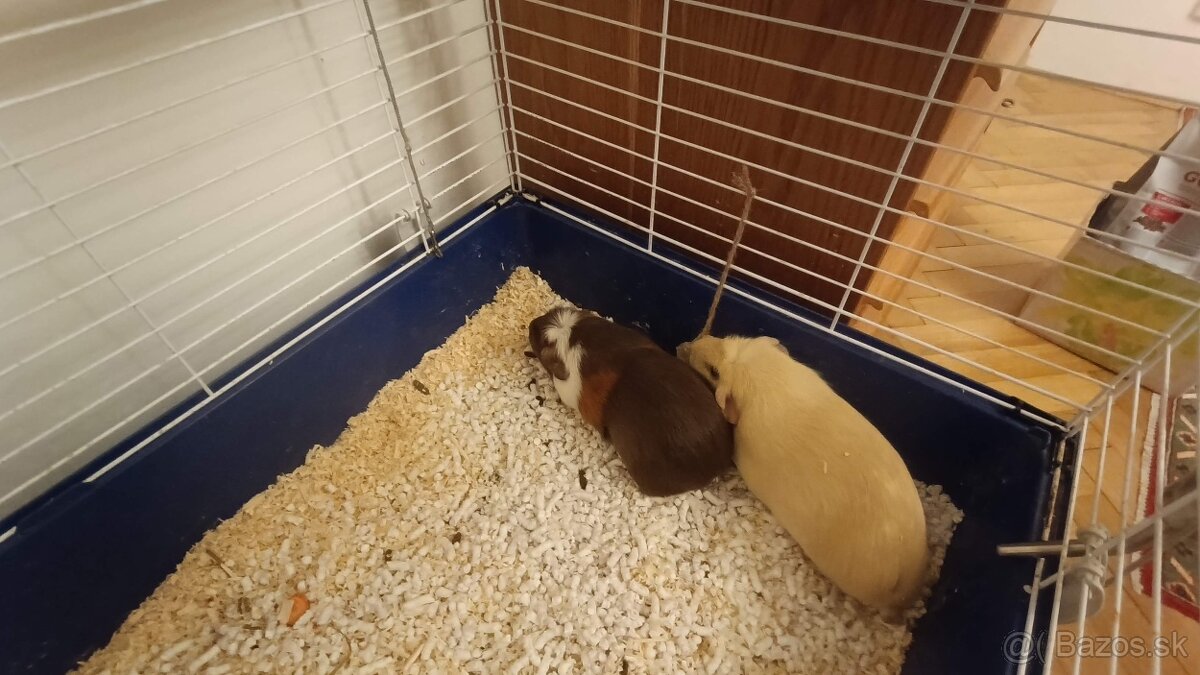 darujem 2x morca - Bratislava | Bazoš.sk