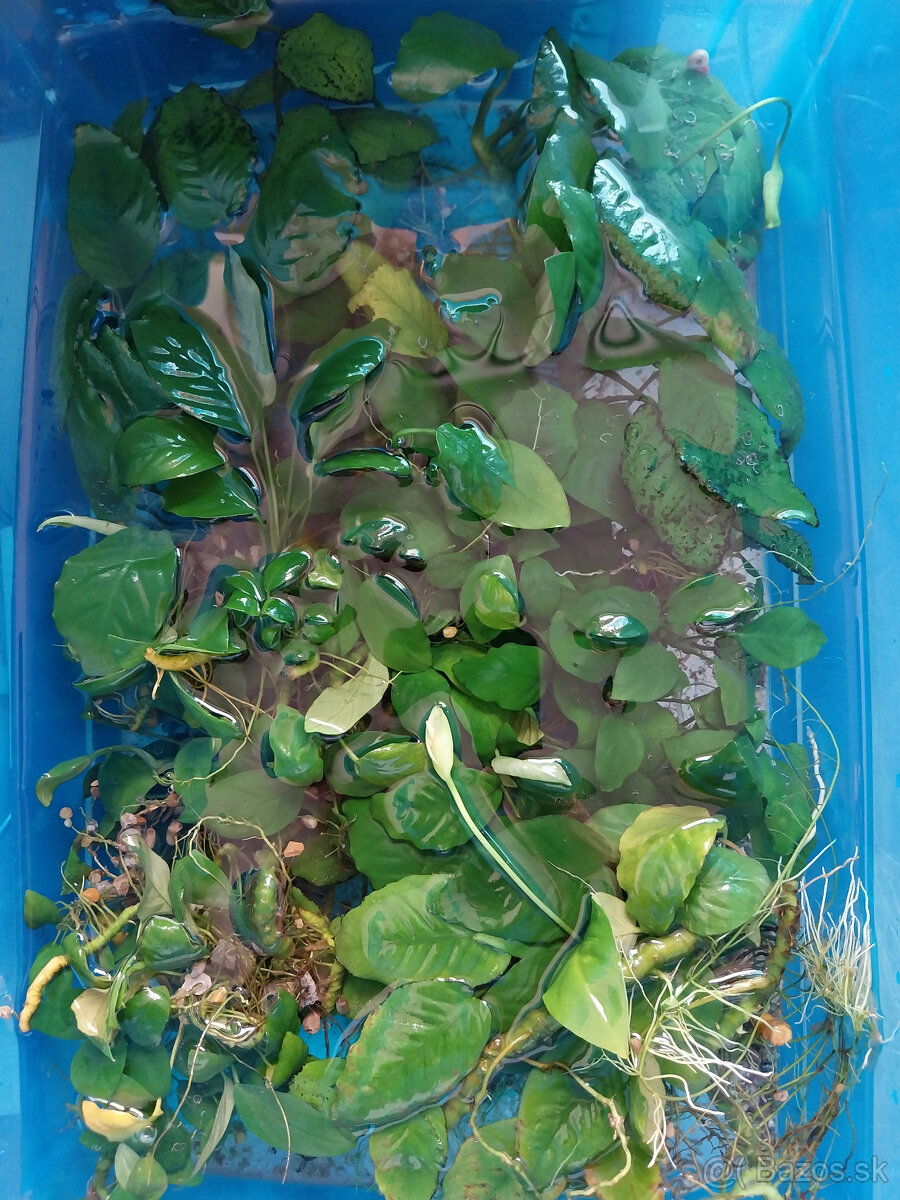 Anubias - Žilina | Bazoš.sk