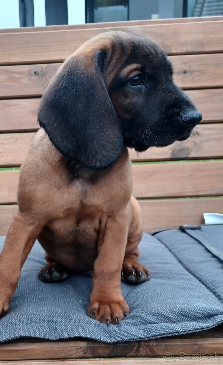 Bavorský farbiar - Nové Mesto n.Váhom | Bazoš.sk