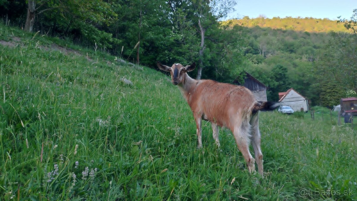Predáme nubijskú kozu Lily - Veľký Krtíš | Bazoš.sk