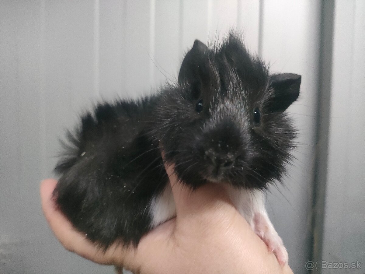 Morské prasiatka, morča - Nové Zámky | Bazoš.sk