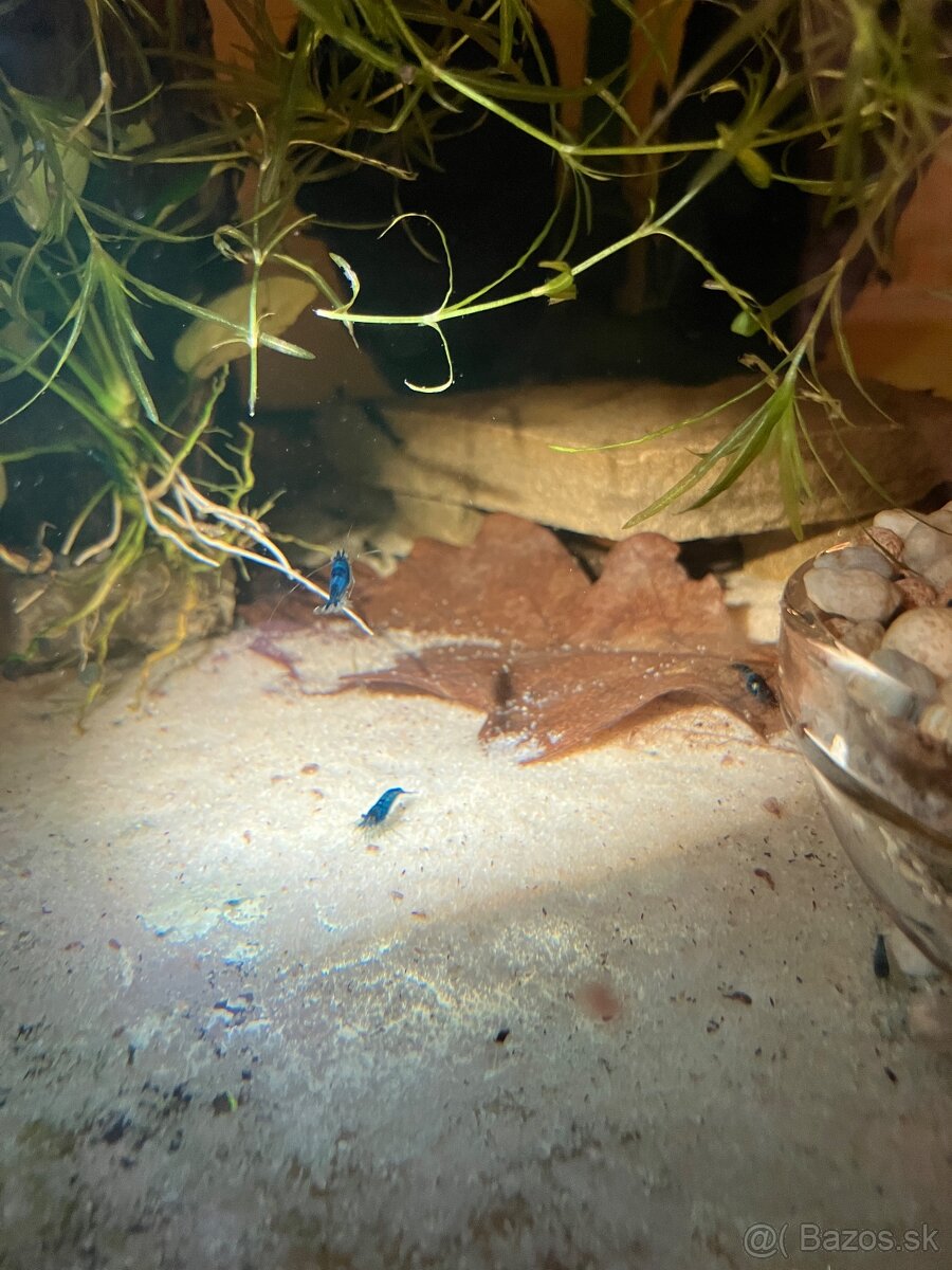 Neocaridina blue dream krevetky - Nové Mesto n.Váhom | Bazoš.sk