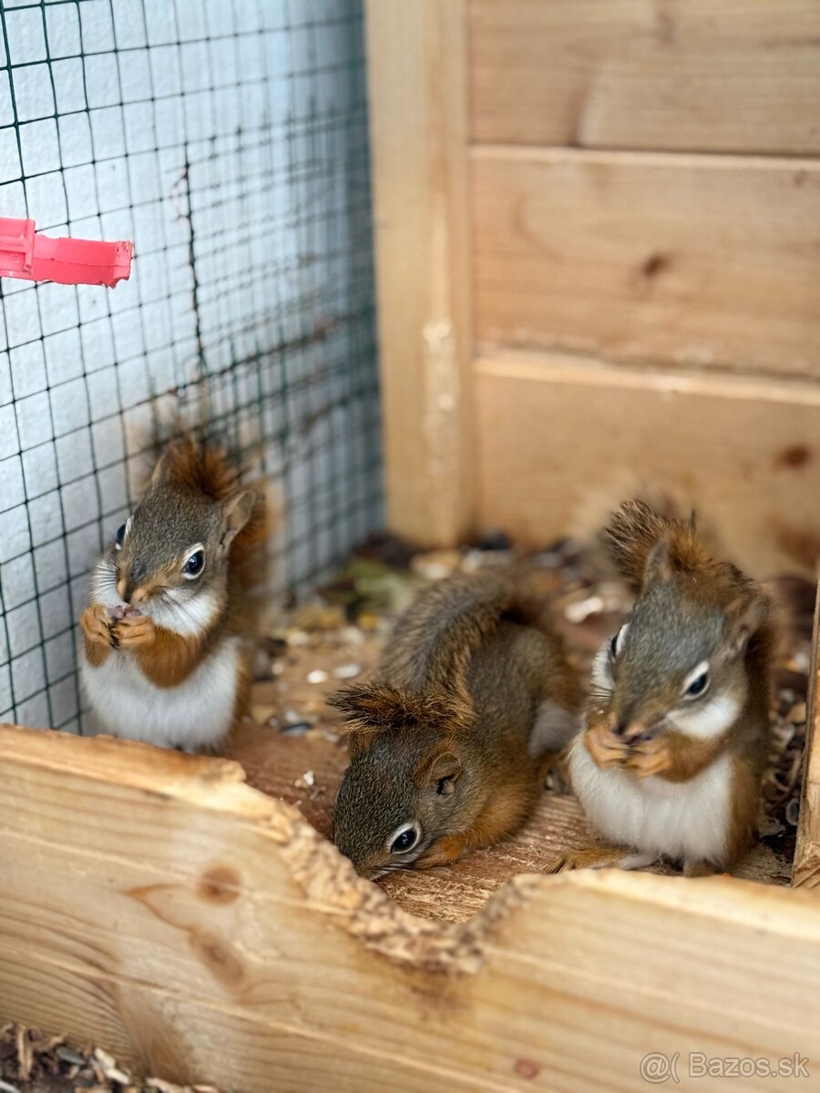 Kanadská veverička - Čadca | Bazoš.sk
