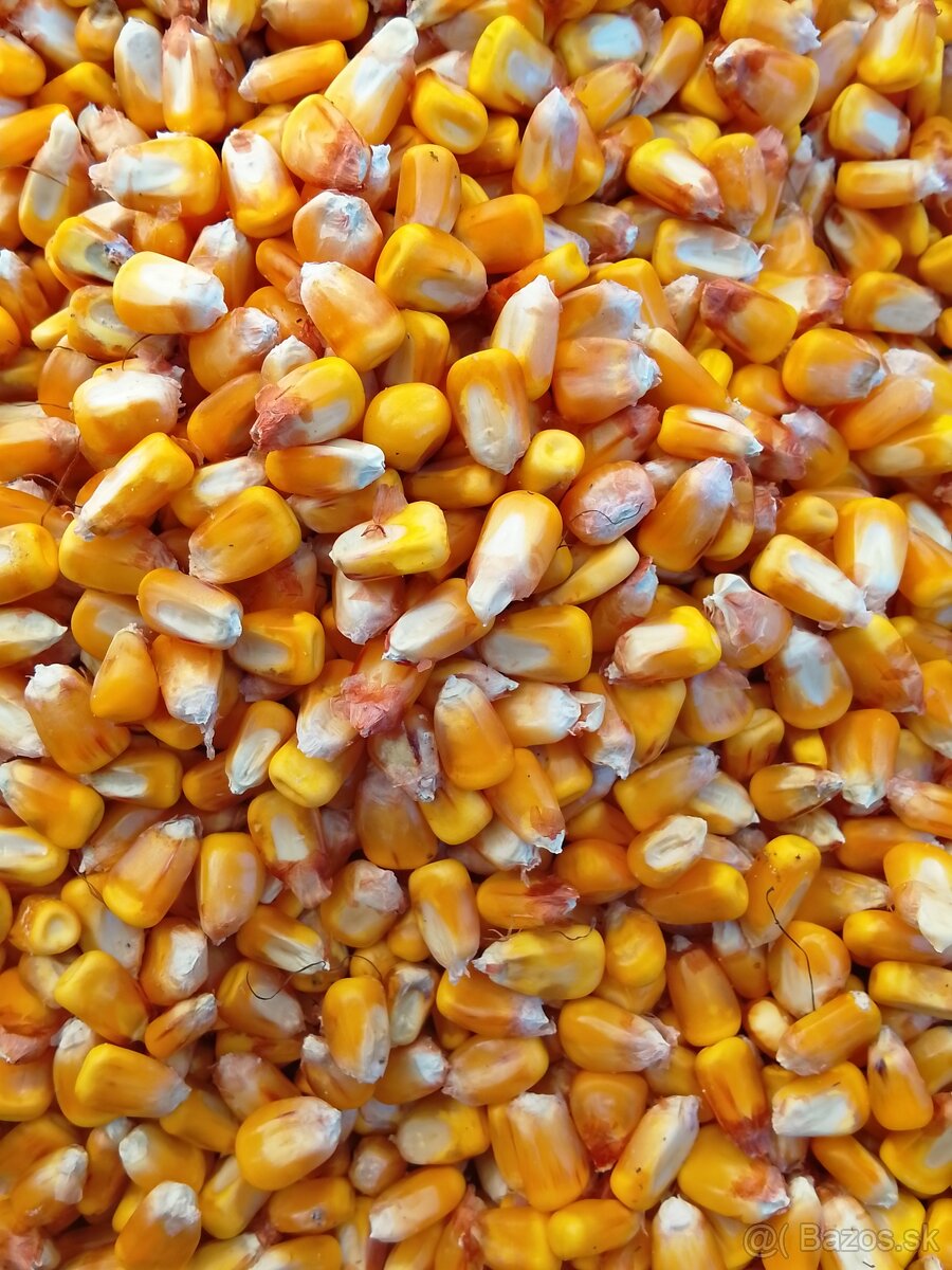 Predám - Nitra | Bazoš.sk