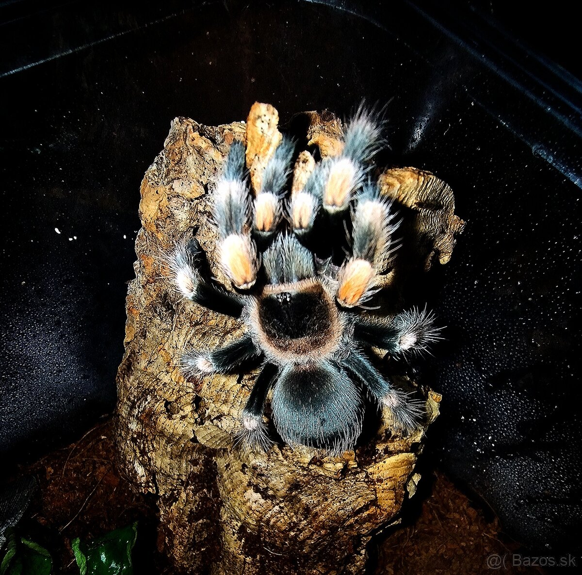 Pavúk, Vtáčkar , Brachypelma Hamorii - Nitra | Bazoš.sk