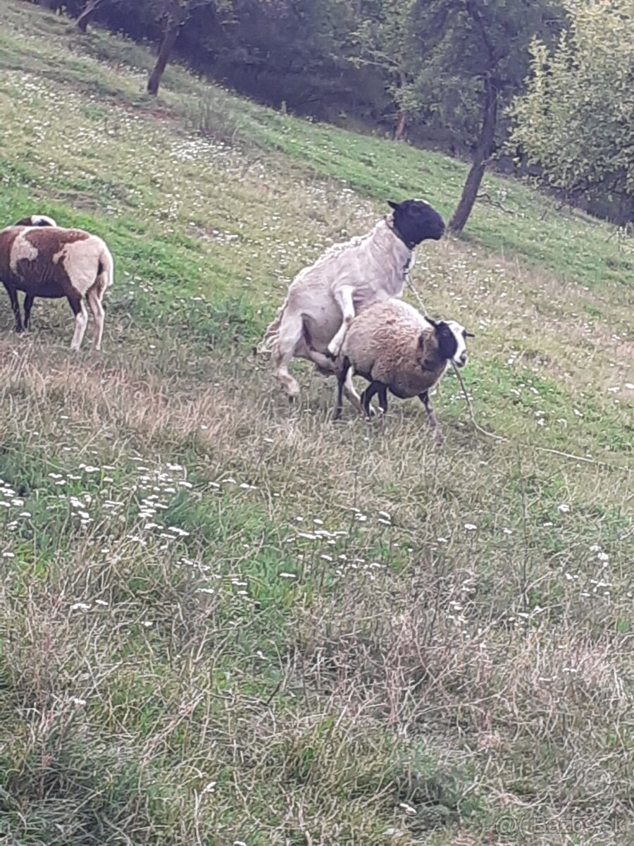 Dorper baran - Ružomberok | Bazoš.sk