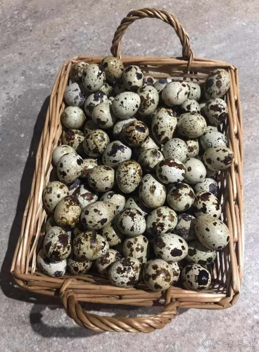 Japonské prepelice (Faraón Jumbo), vajíčka, krmivo, klietky - Prievidza ...