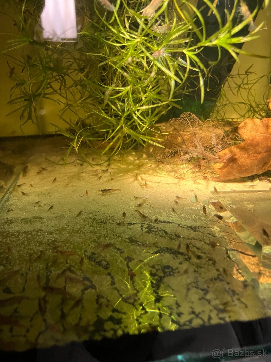 Neocaridina krevetky - Nové Mesto n.Váhom | Bazoš.sk