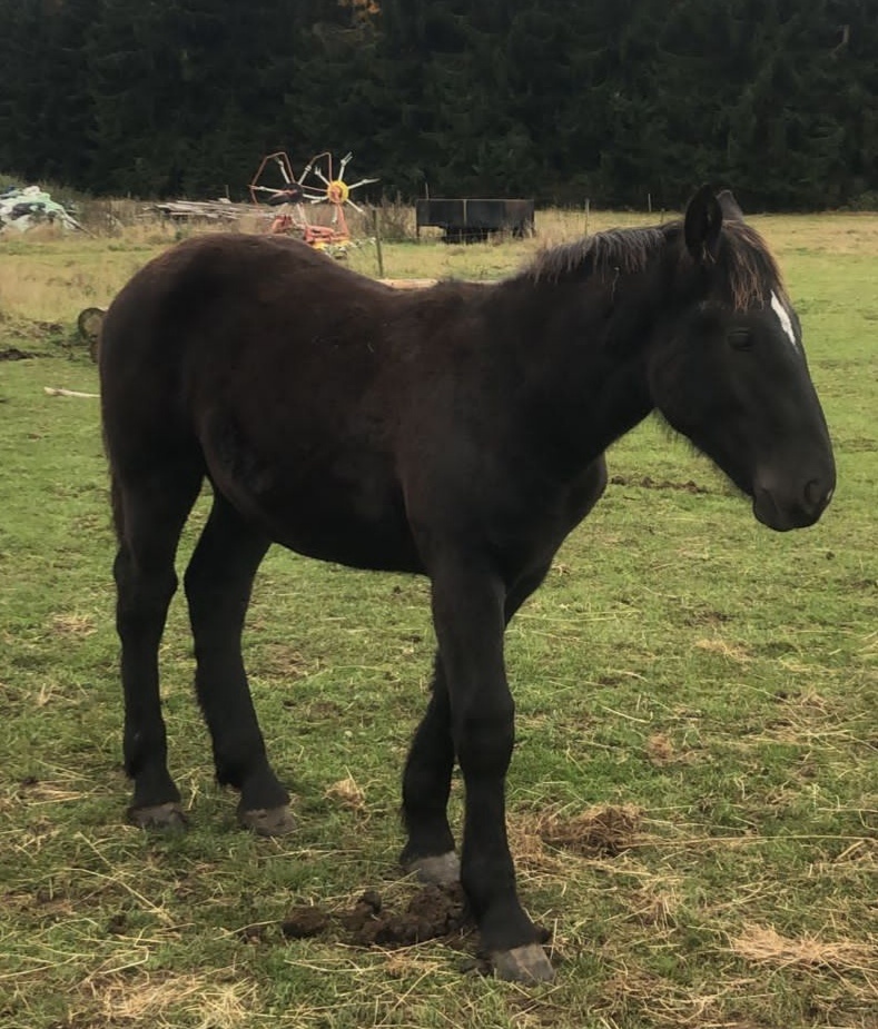 Percheron - Česká republika | Bazoš.sk