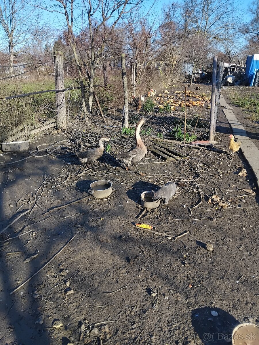 Predám husi - Nitra | Bazoš.sk